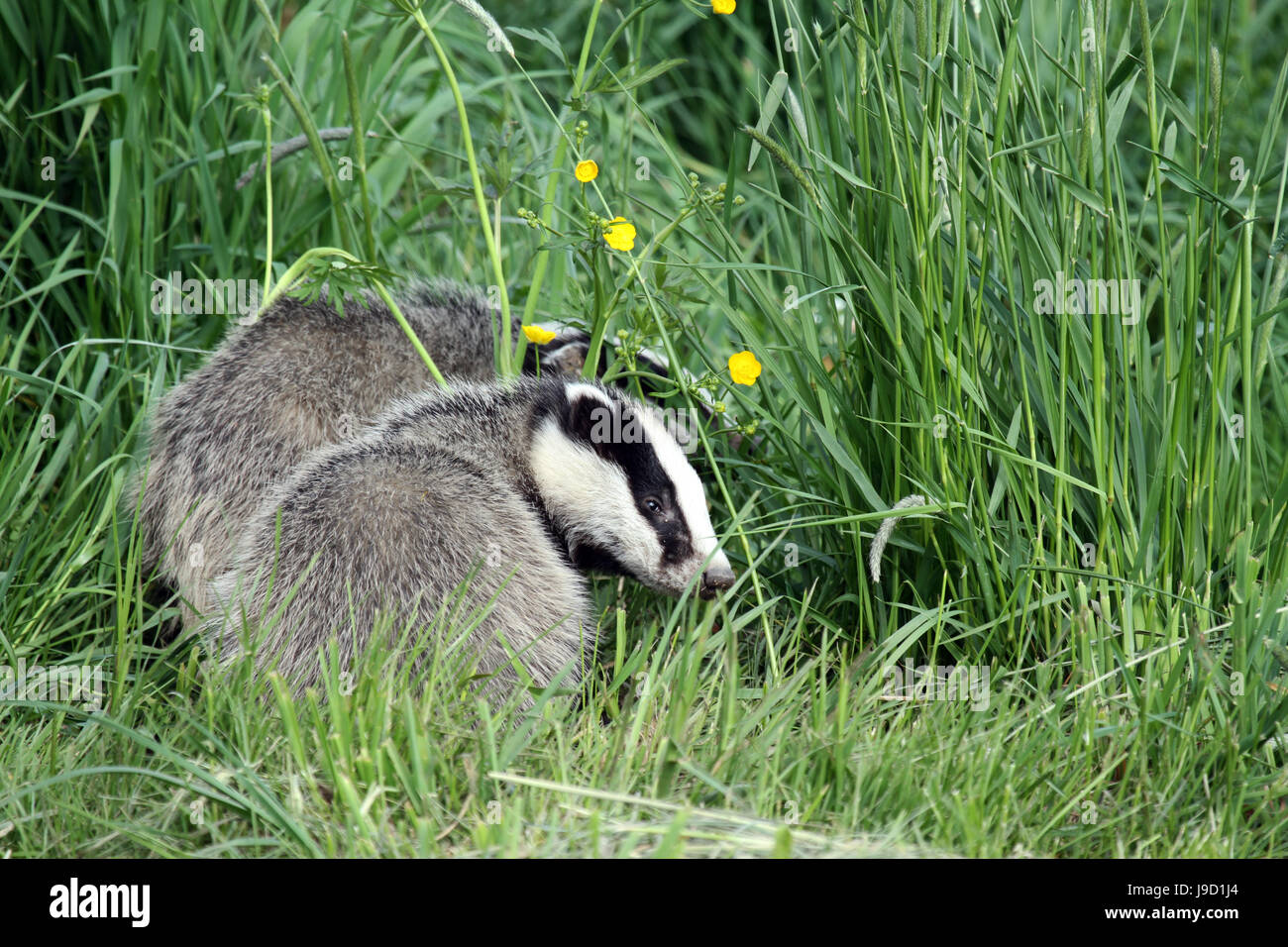 predator, young animal, badger, outing, predator, young animal, badger ...