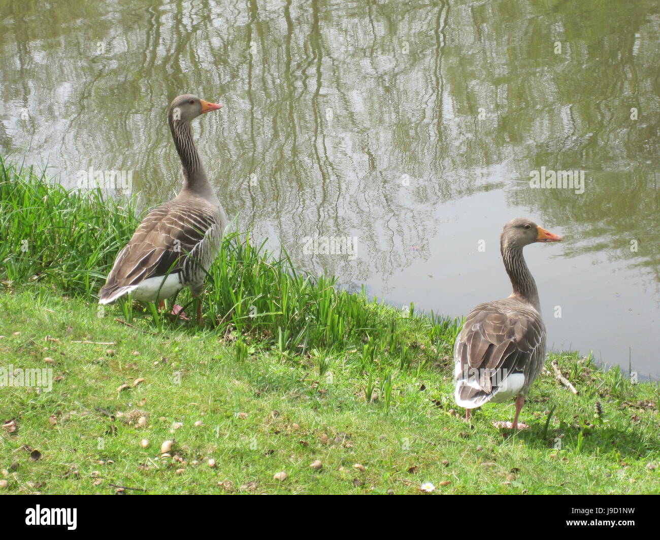 parents, feathering, migrant, birds of passage, cackle, brant, young ...