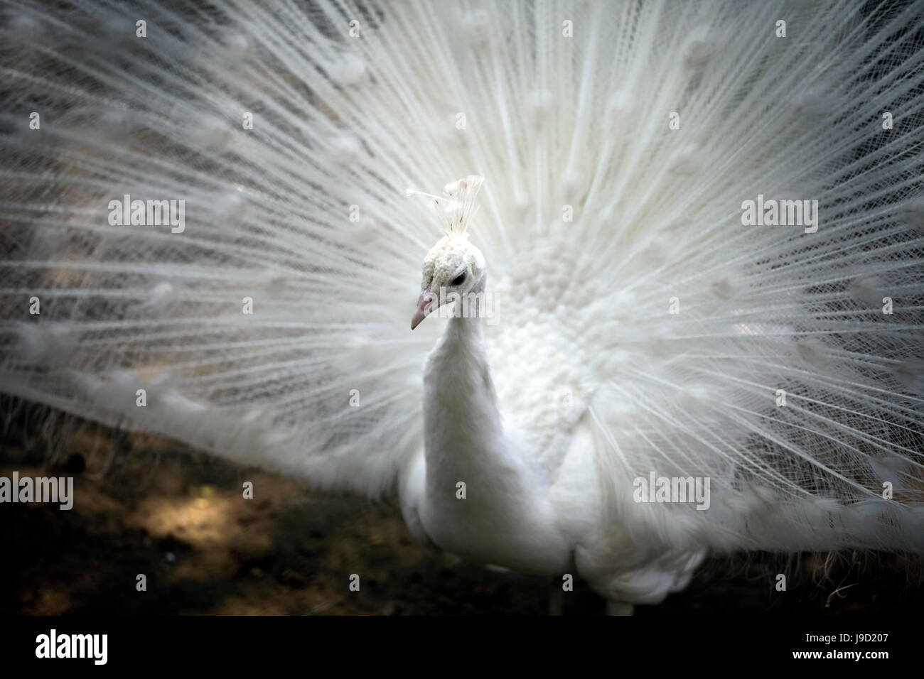 Grne pfau pavo muticus symbol hi-res stock photography and images - Alamy