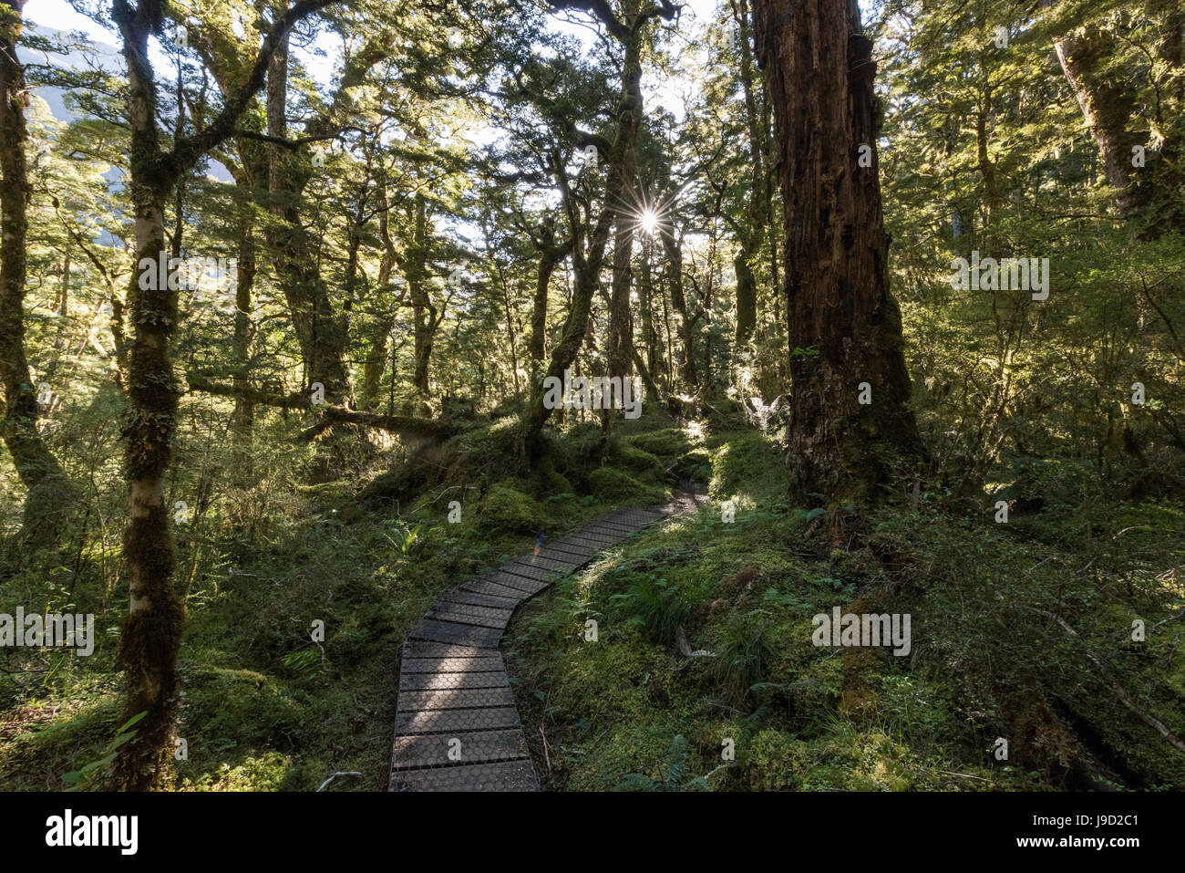Sun shining through rainforest hi-res stock photography and images - Alamy