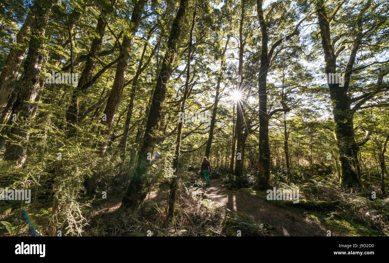 Moderate vegetation hi-res stock photography and images - Alamy