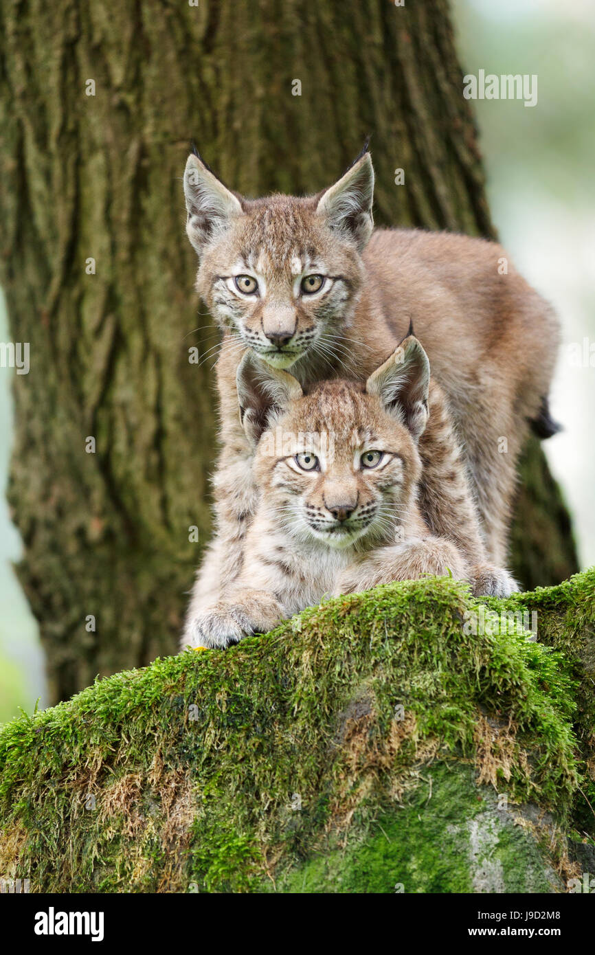Two lynxes hi-res stock photography and images - Alamy