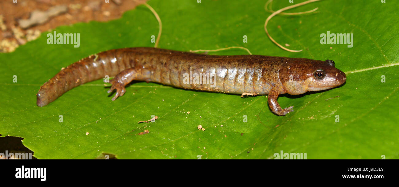 environment, enviroment, science, animal, amphibian, usa, biological ...