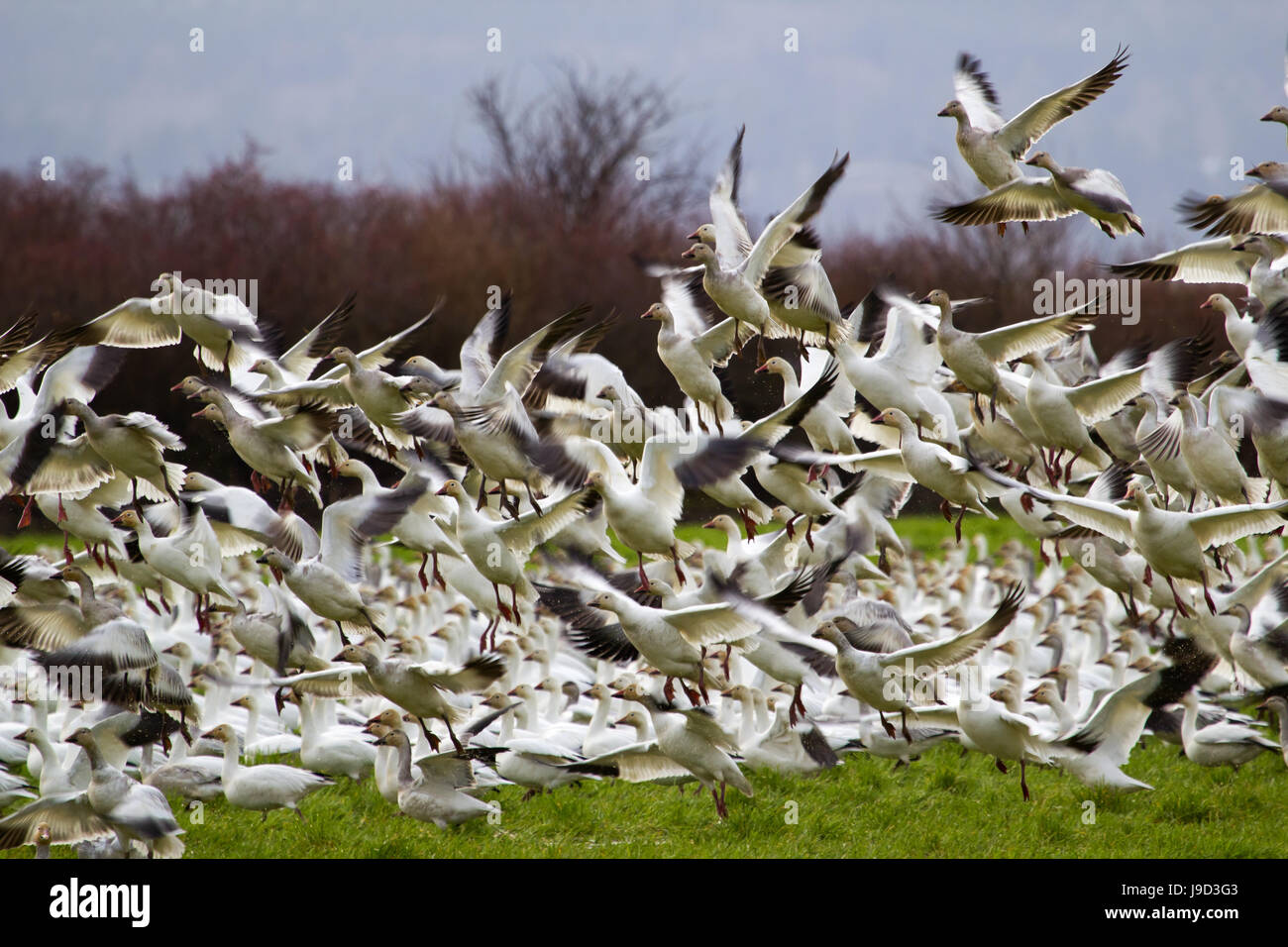 wings, migration, immigration, fly, flies, flys, flying, environment ...
