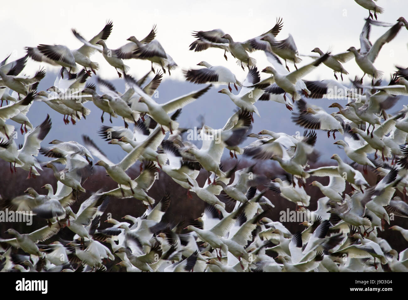 wings, migration, immigration, fly, flies, flys, flying, environment ...