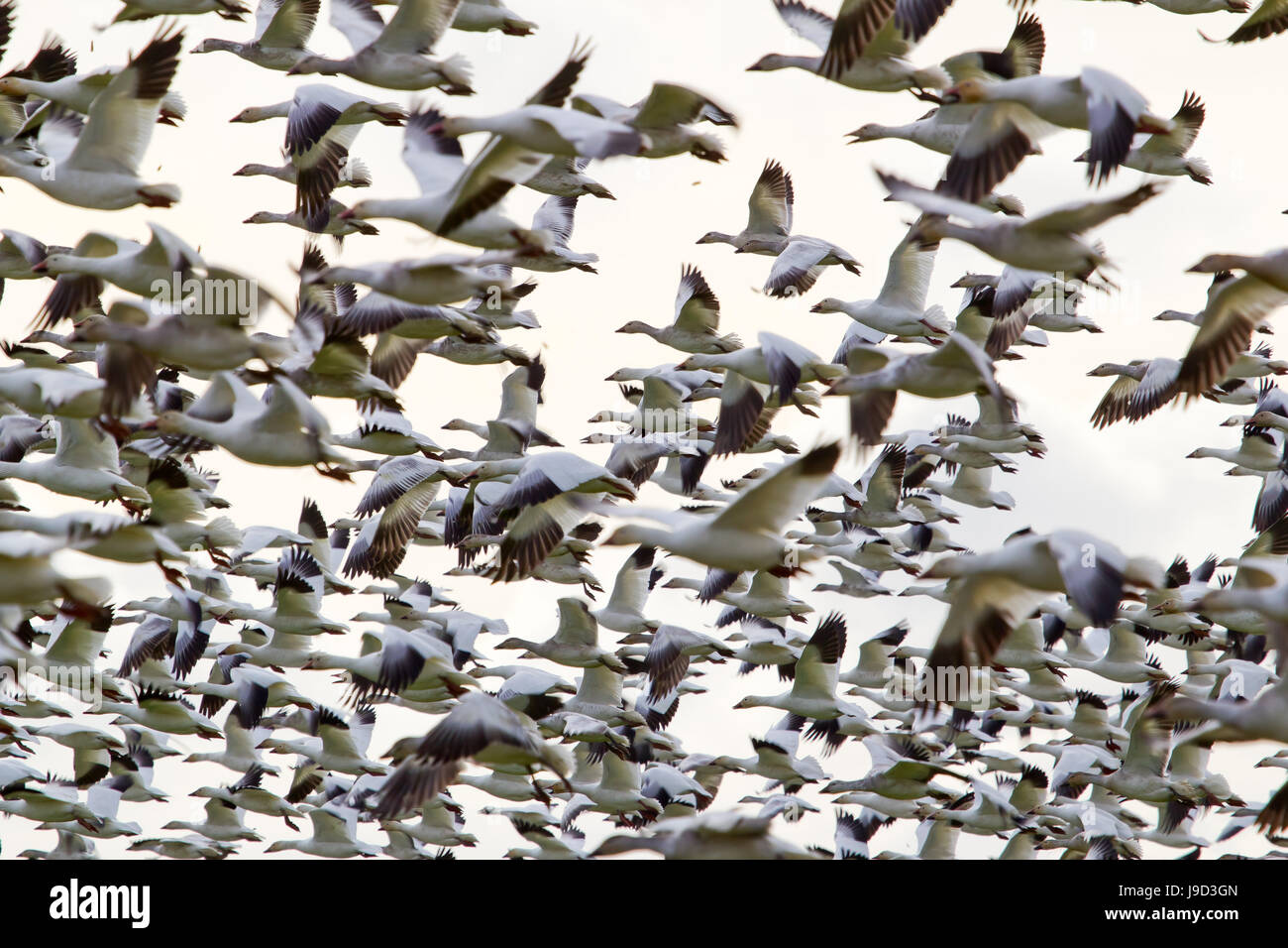 wings, migration, immigration, fly, flies, flys, flying, environment ...
