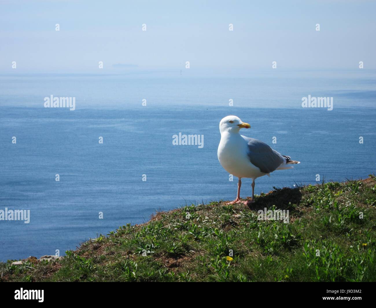 bird, salt water, sea, ocean, water, backdrop, background, seagull ...