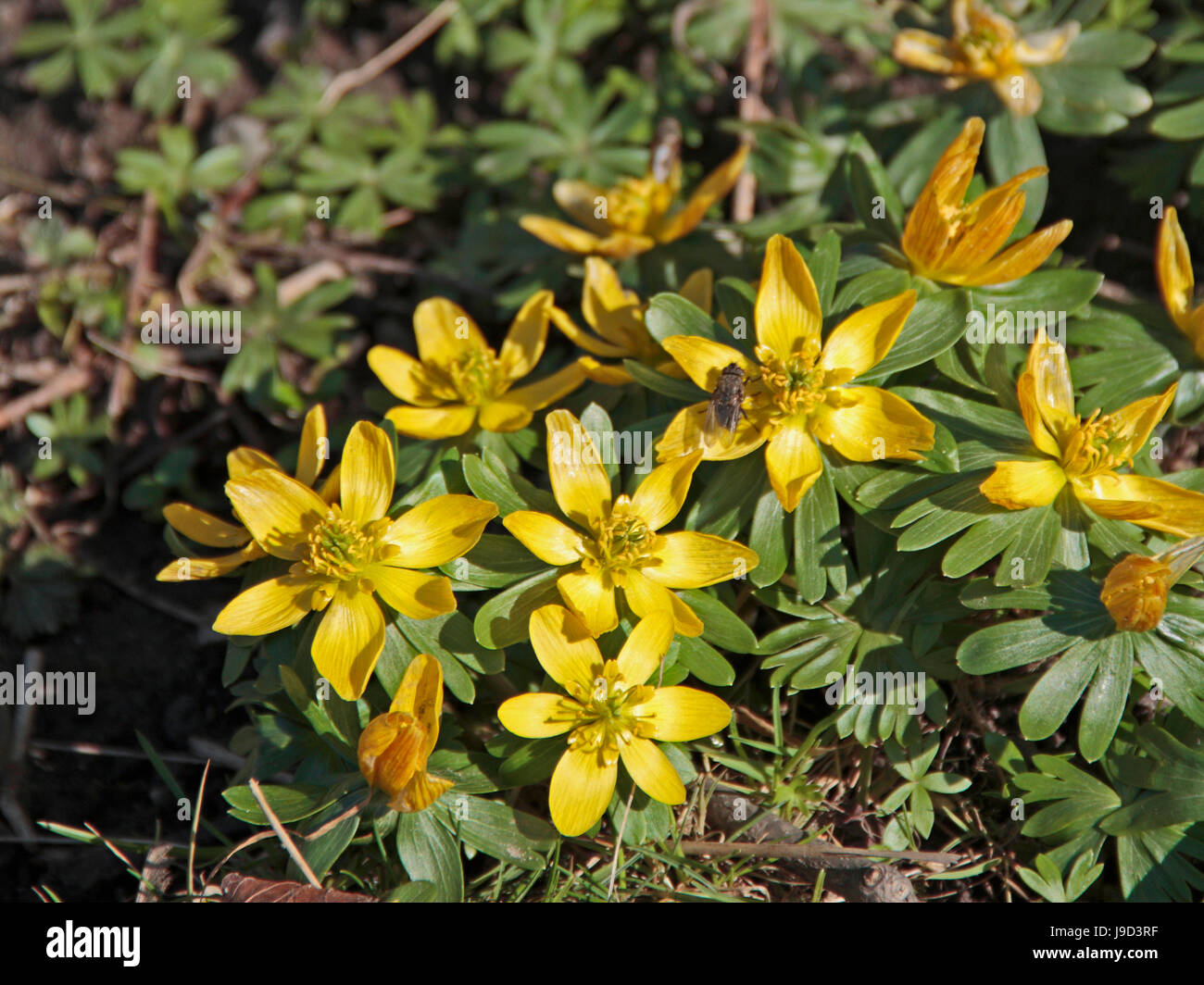 flower, flowers, plant, sunlight, blossoms, radial, bleed, yellow ...