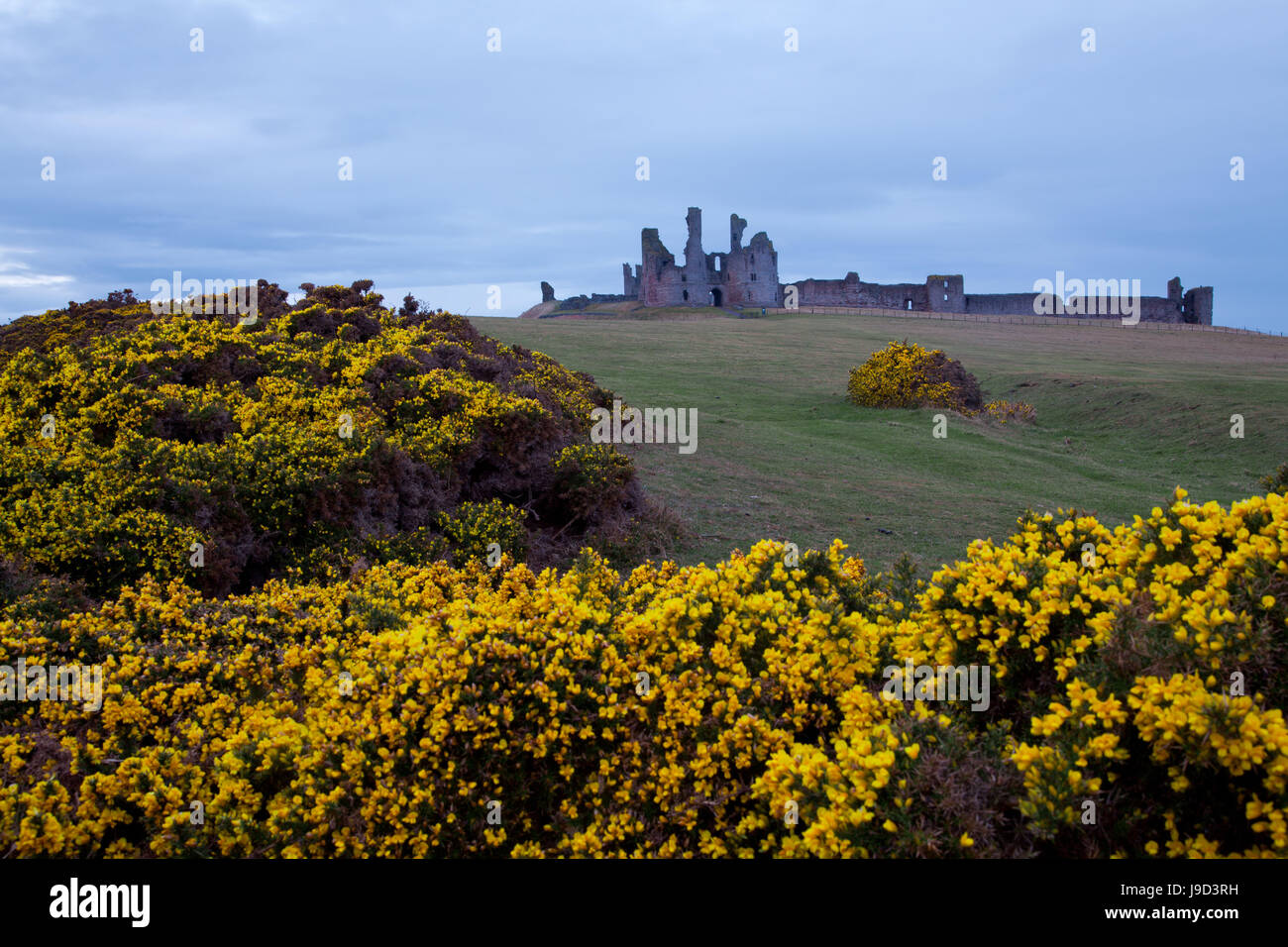 flower, plant, field, ruin, england, coast, castle, chateau, blue ...