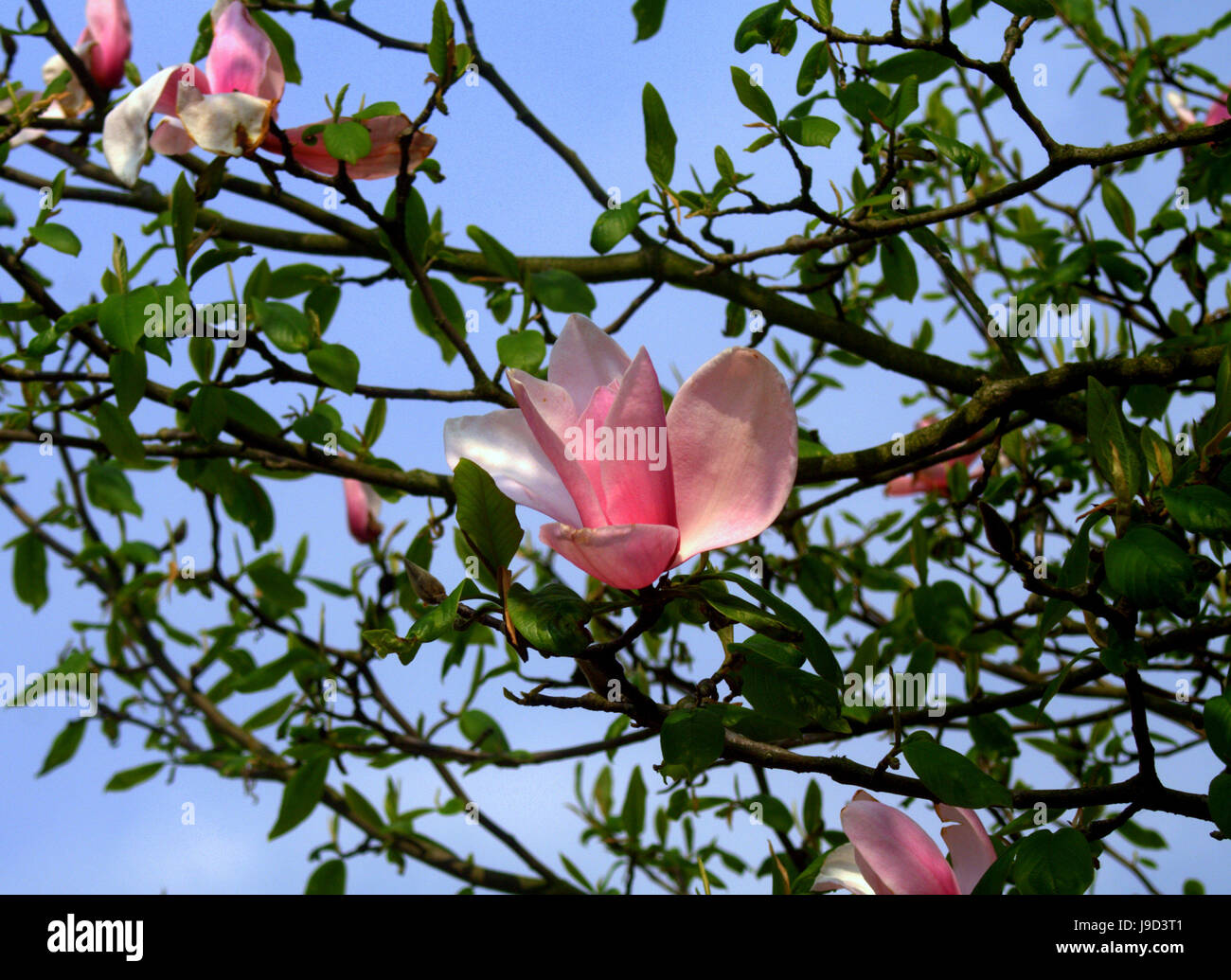 bloom, blossom, flourish, flourishing, bud, magnolia, blue, bloom ...