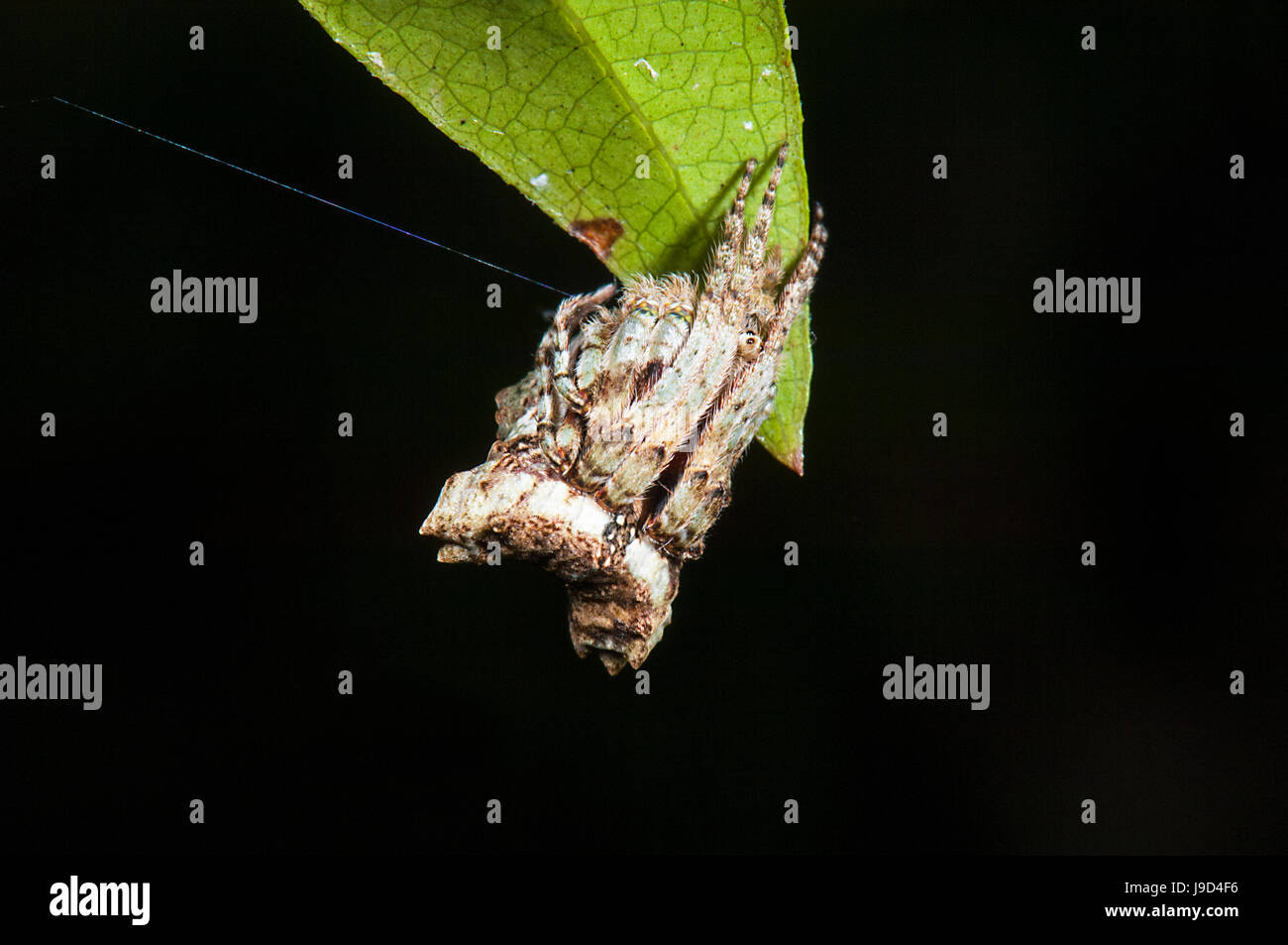 Tree Stump Spider (Poltys illepidus), Far North Queensland, FNQ, QLD ...