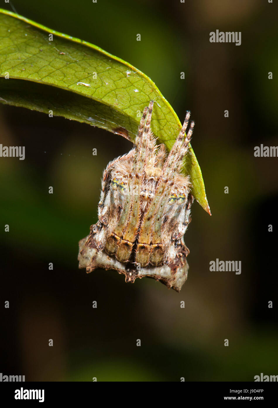 Tree Stump Spider (Poltys illepidus), Far North Queensland, FNQ, QLD ...
