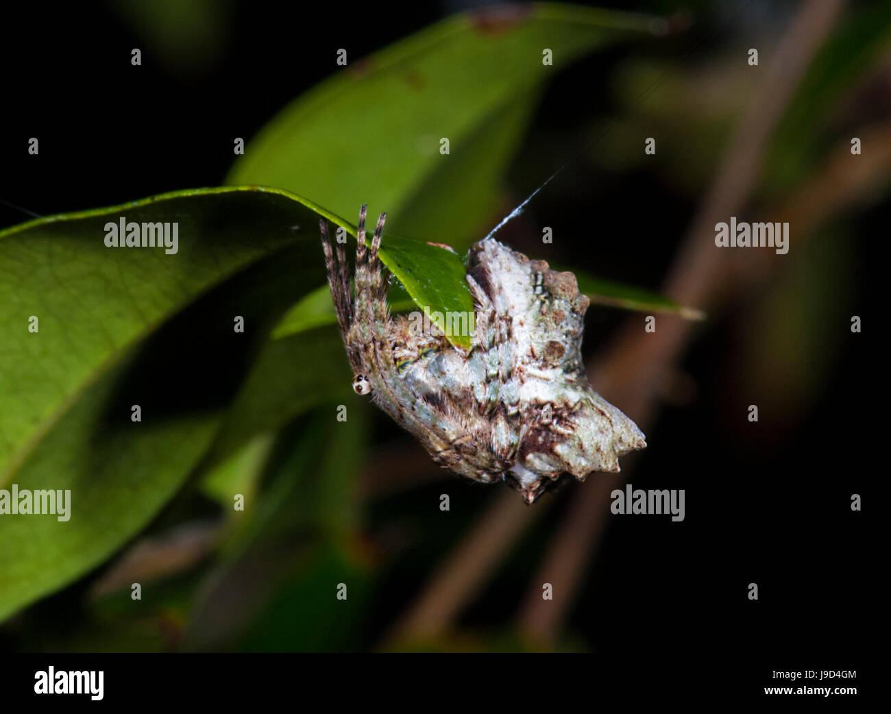 Tree Stump Spider (Poltys illepidus), Far North Queensland, FNQ, QLD ...