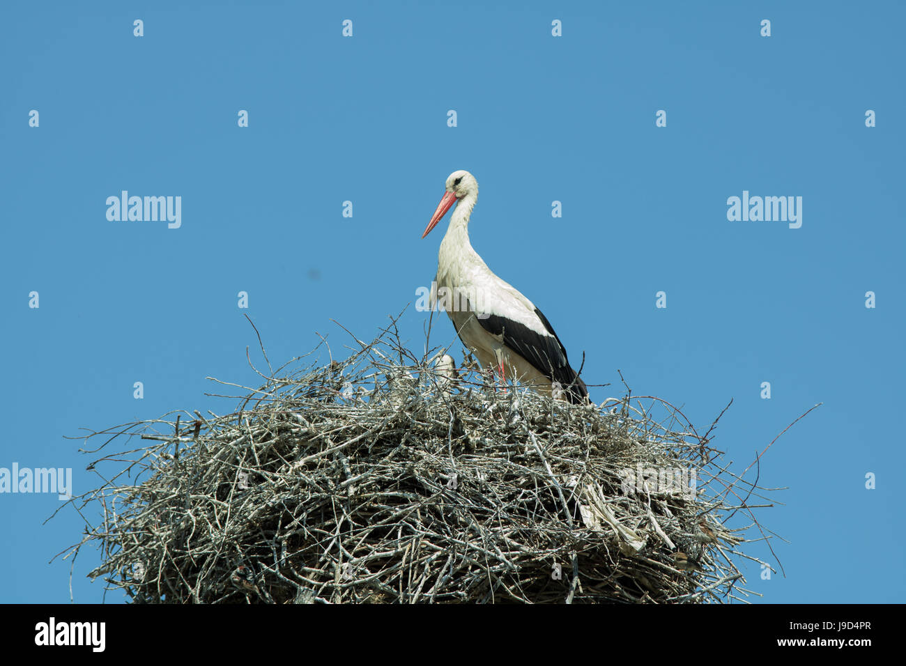 Storks bill family hi-res stock photography and images - Alamy