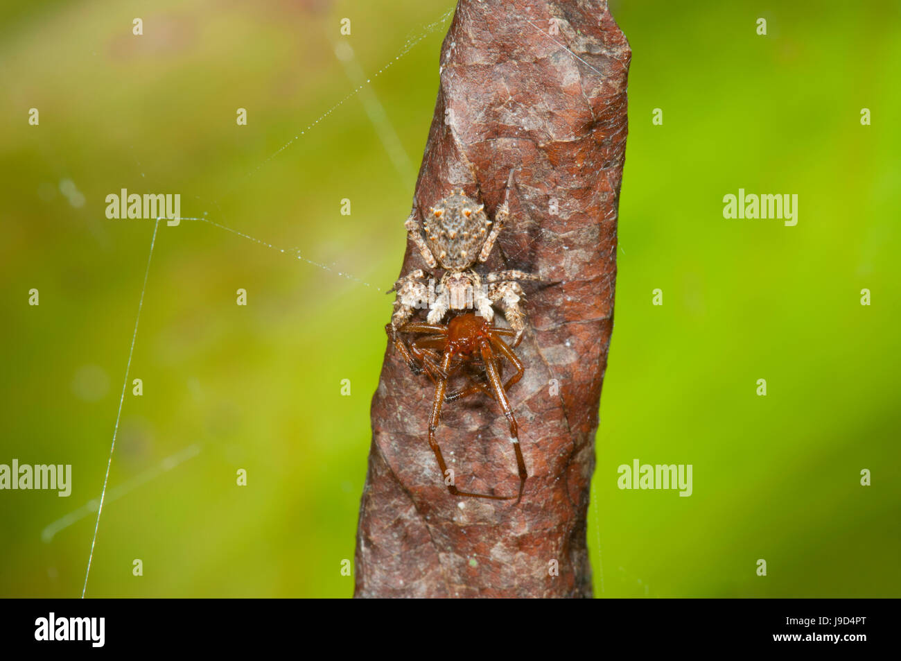 Fringed Jumping Spider with Prey (Portia fimbriata), Far North ...