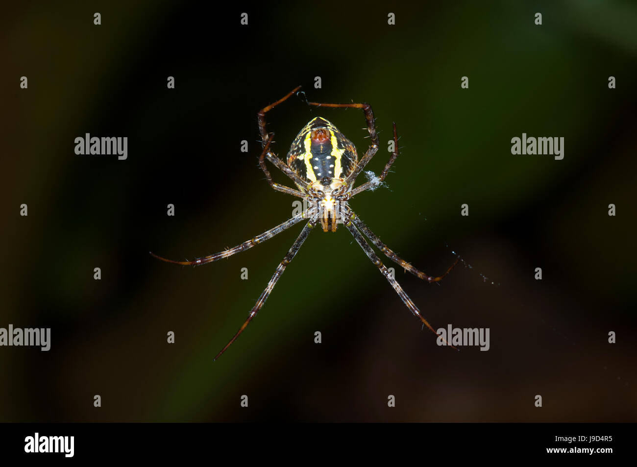 Underside of a St Andrew's Cross Spider (Argiope keyserlingi), Far ...