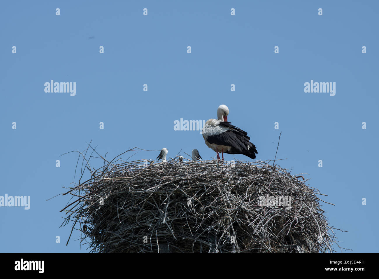 White stork with her baby birds in the nest Stock Photo - Alamy