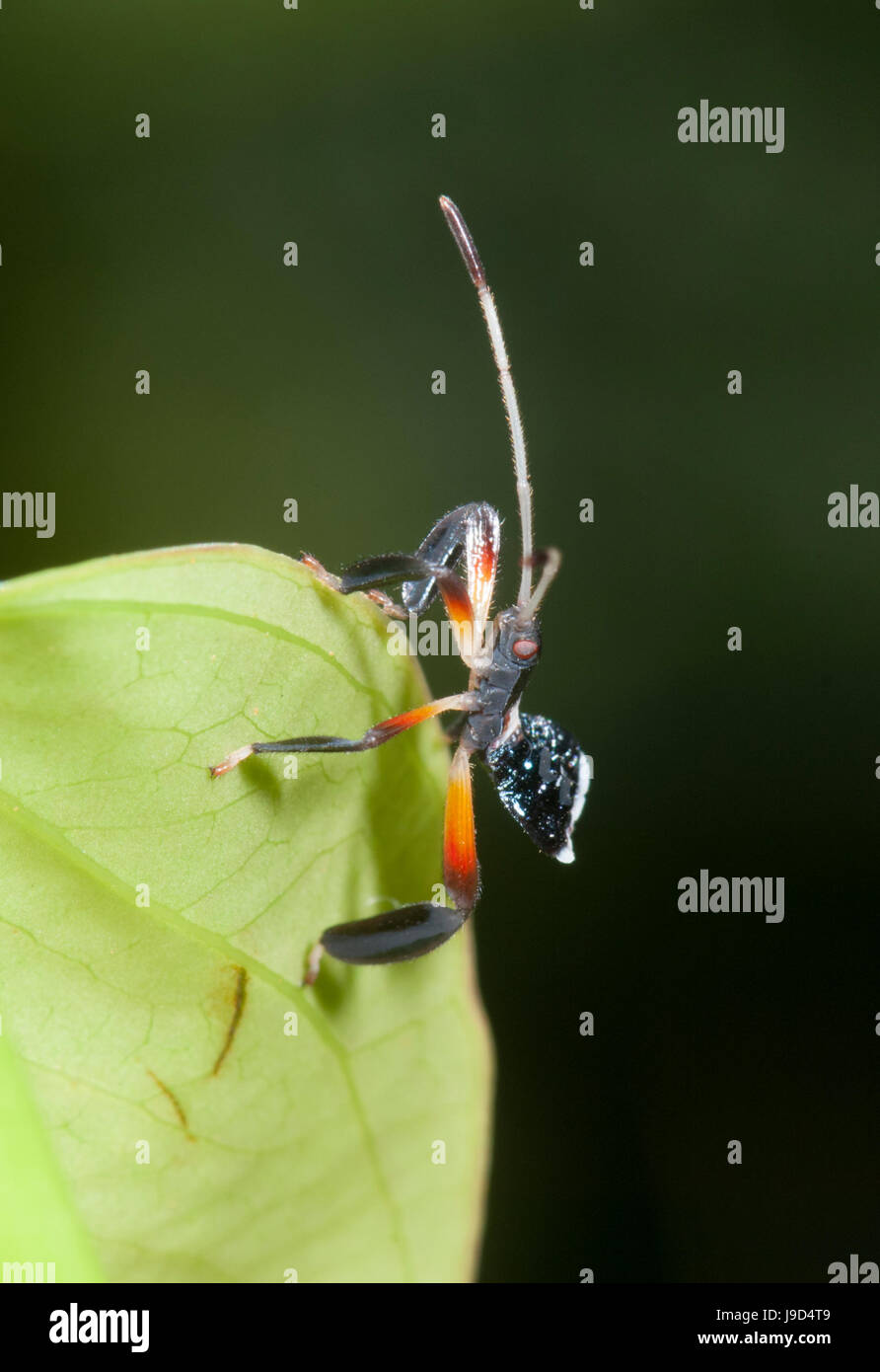 Leaf-footed Bug Instar (Pternistria bispina), Coreidae, Far North ...