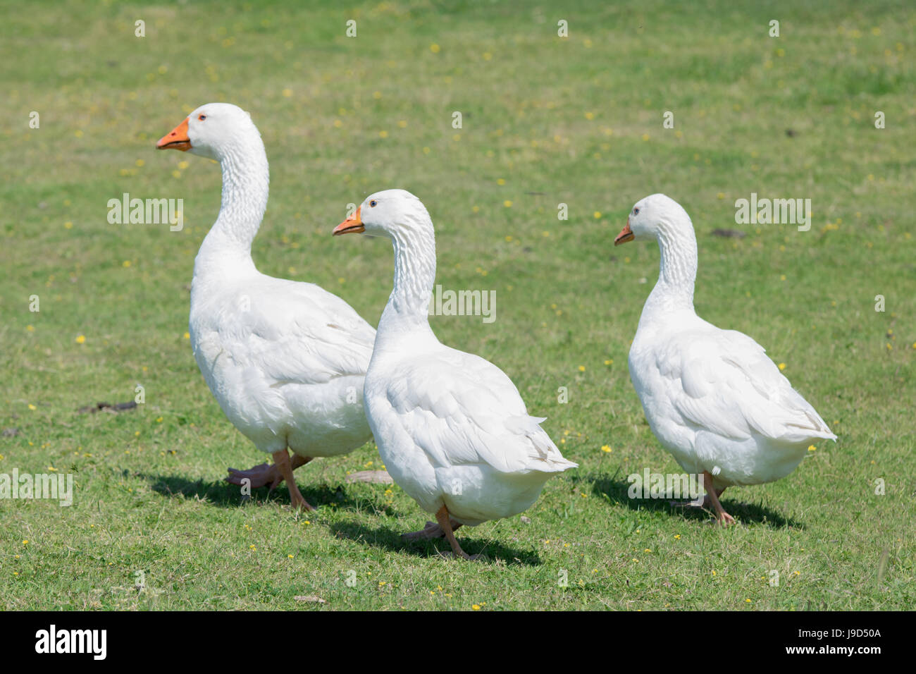 Goosey hi-res stock photography and images - Alamy