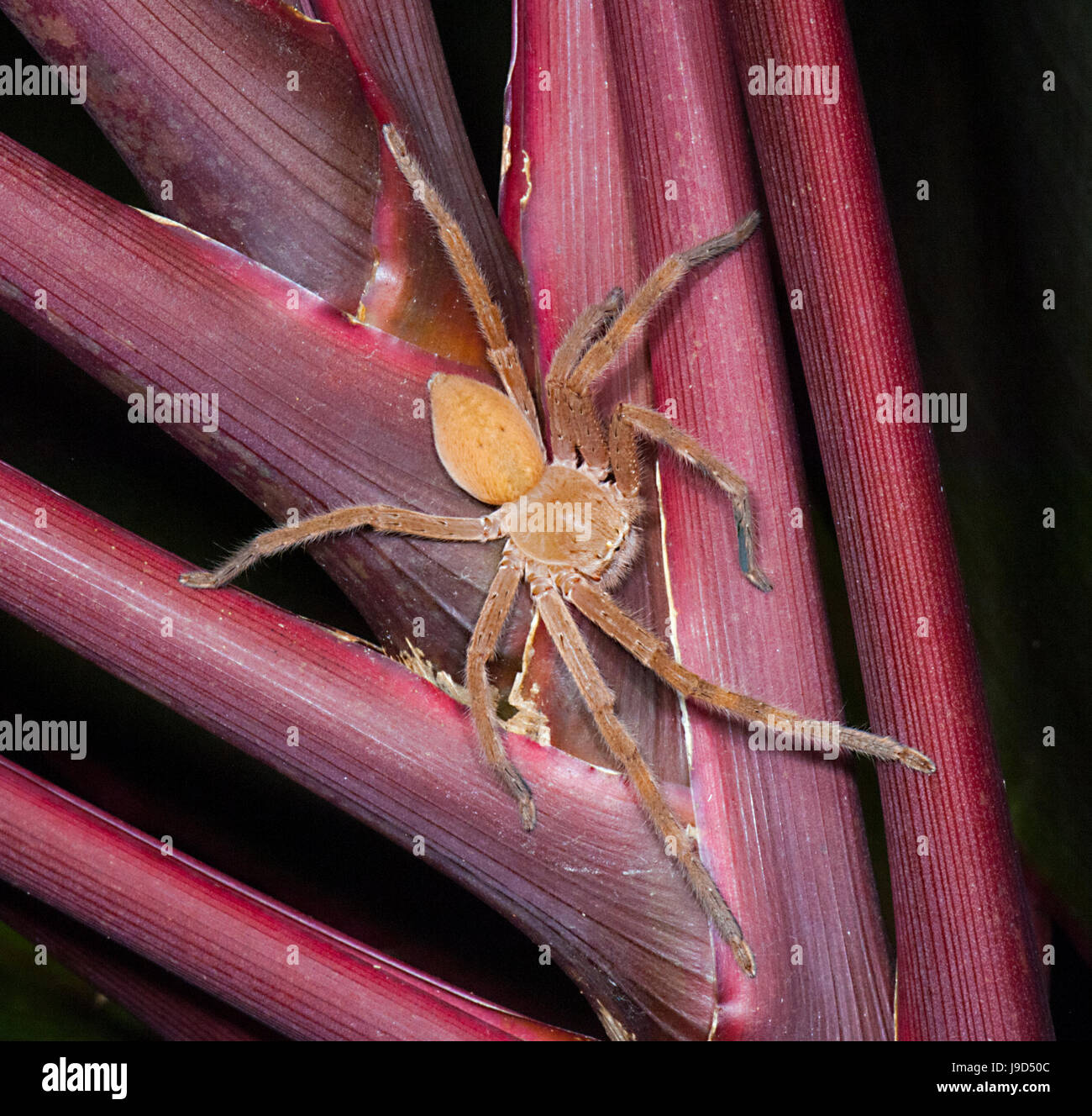 Badge Huntsman (Neosparassus sp.), Sparassidae, Far North Queensland ...