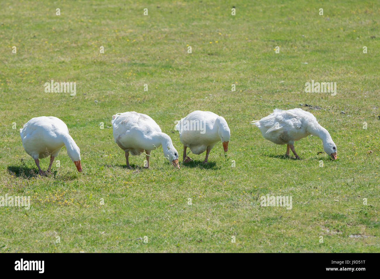 Flock geese graze on hi-res stock photography and images - Alamy