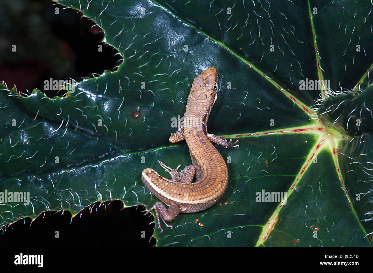Australian lizards hi-res stock photography and images - Alamy