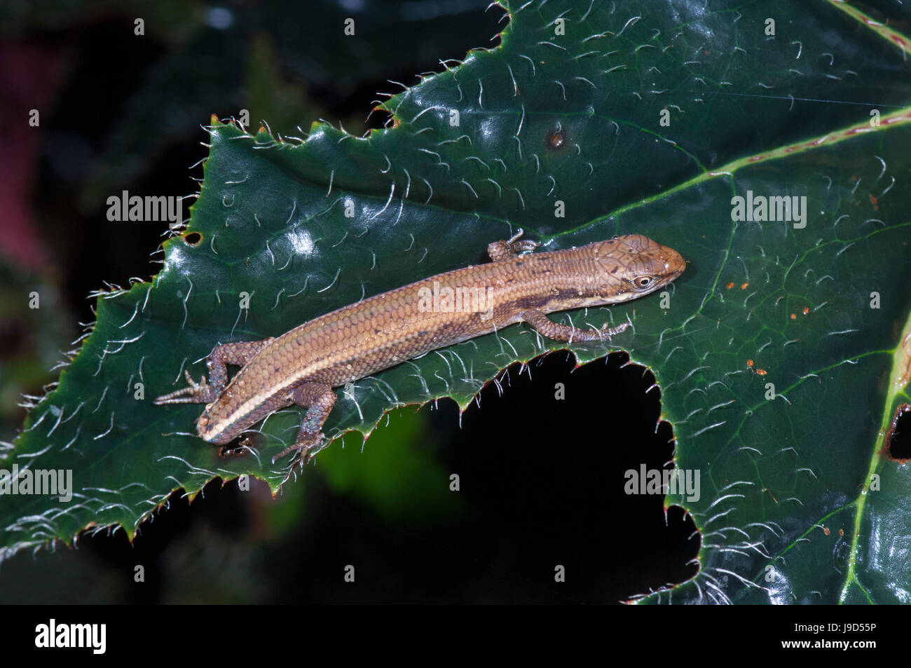 Lizard lost hi-res stock photography and images - Alamy