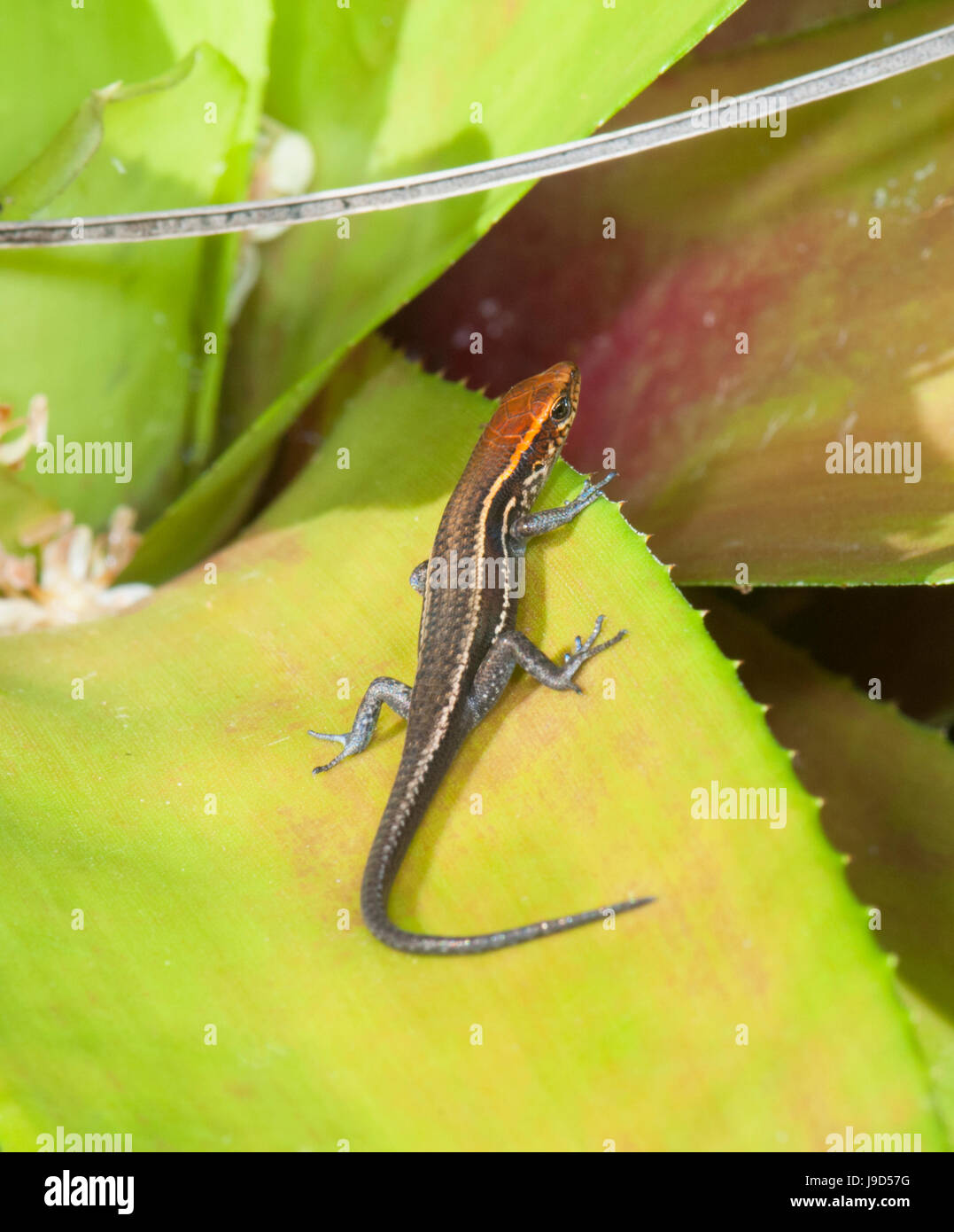 A Carlia sp. Lizard, Far North Queensland, FNQ, QLD, Australia Stock ...