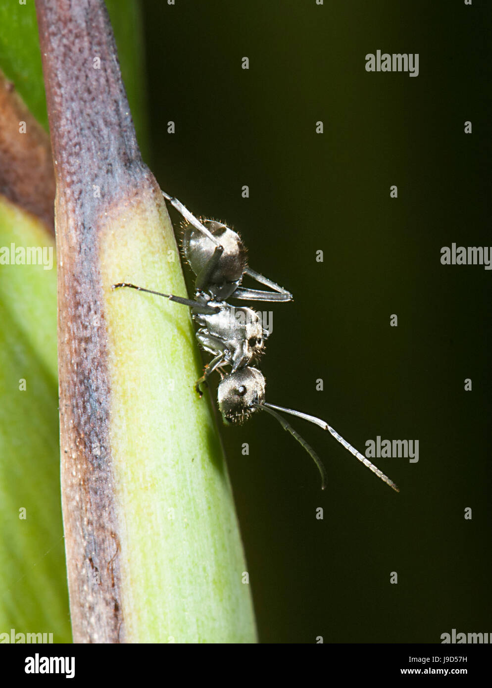 Formicine Ant (Polyrhachis sp.), Far North Queensland, FNQ, QLD ...