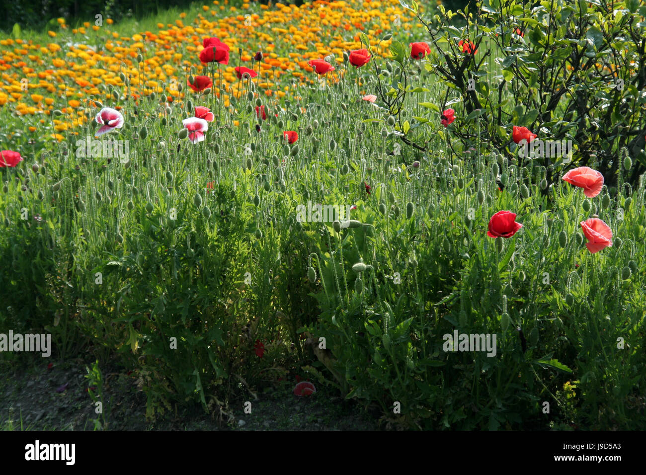 park, garden, bloom, blossom, flourish, flourishing, flower, flowers ...