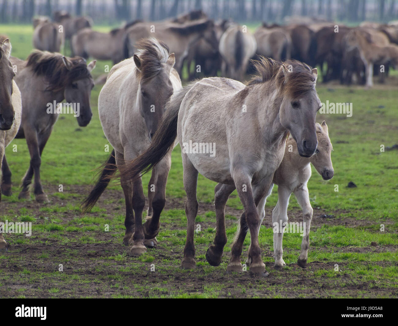 ride, horse, animal, horseriding, nature, ride, horse, animal, animals ...