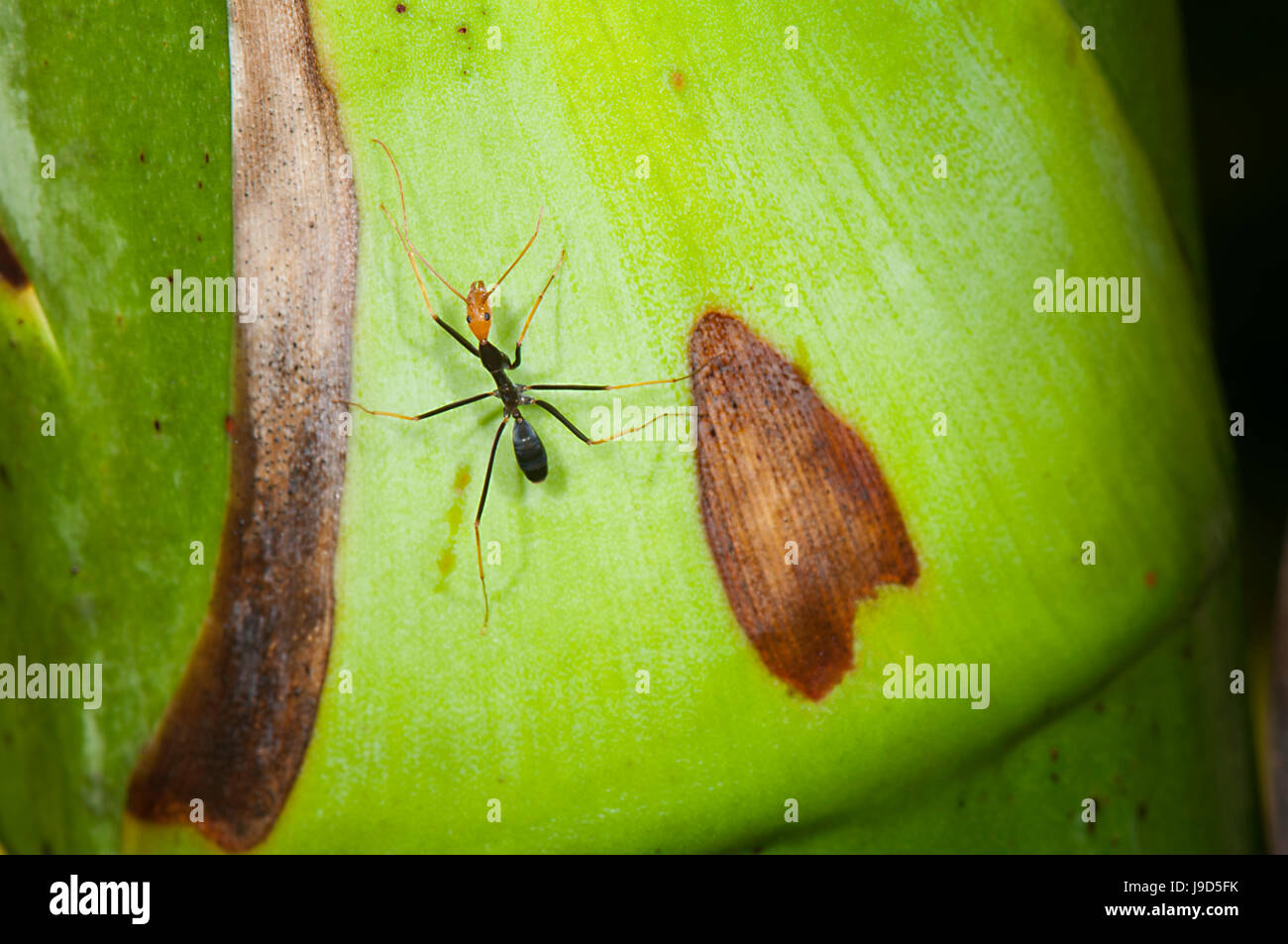 Black Spider Ant (Leptomyrmex rufipes), Dolichoderinae, Far North ...