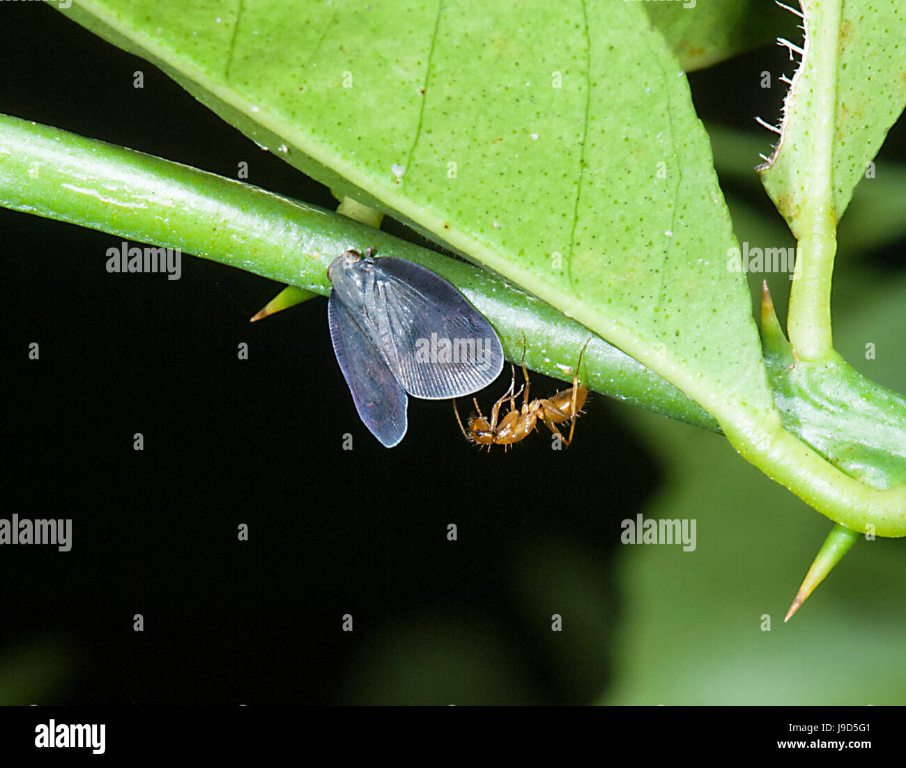 Camponotus Spp Stock Photos & Camponotus Spp Stock Images - Alamy
