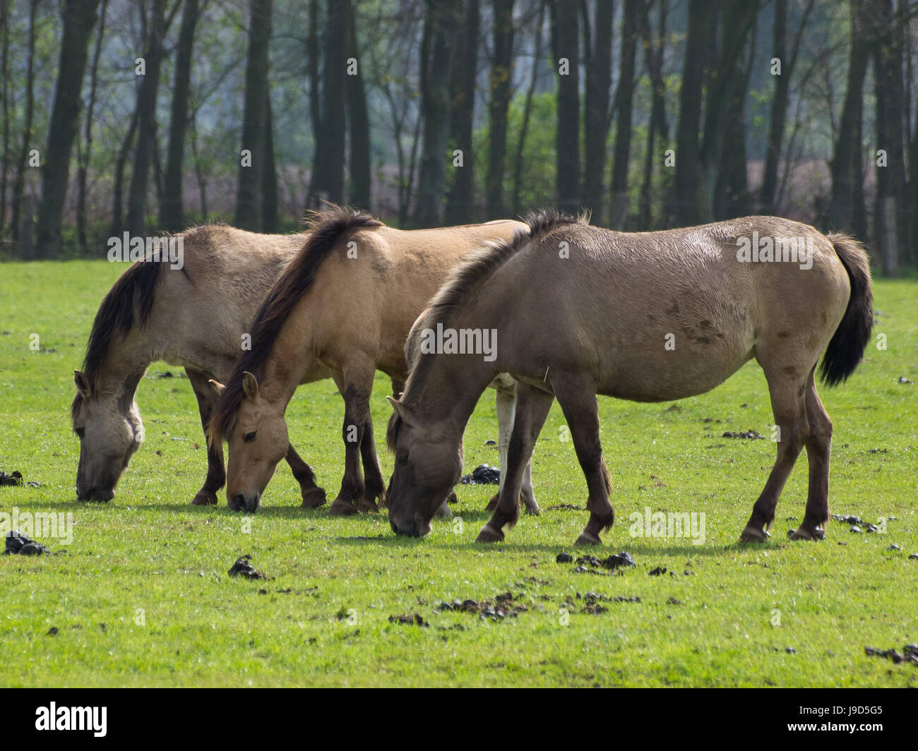 ride, horse, animal, horseriding, nature, ride, horse, animal, animals ...