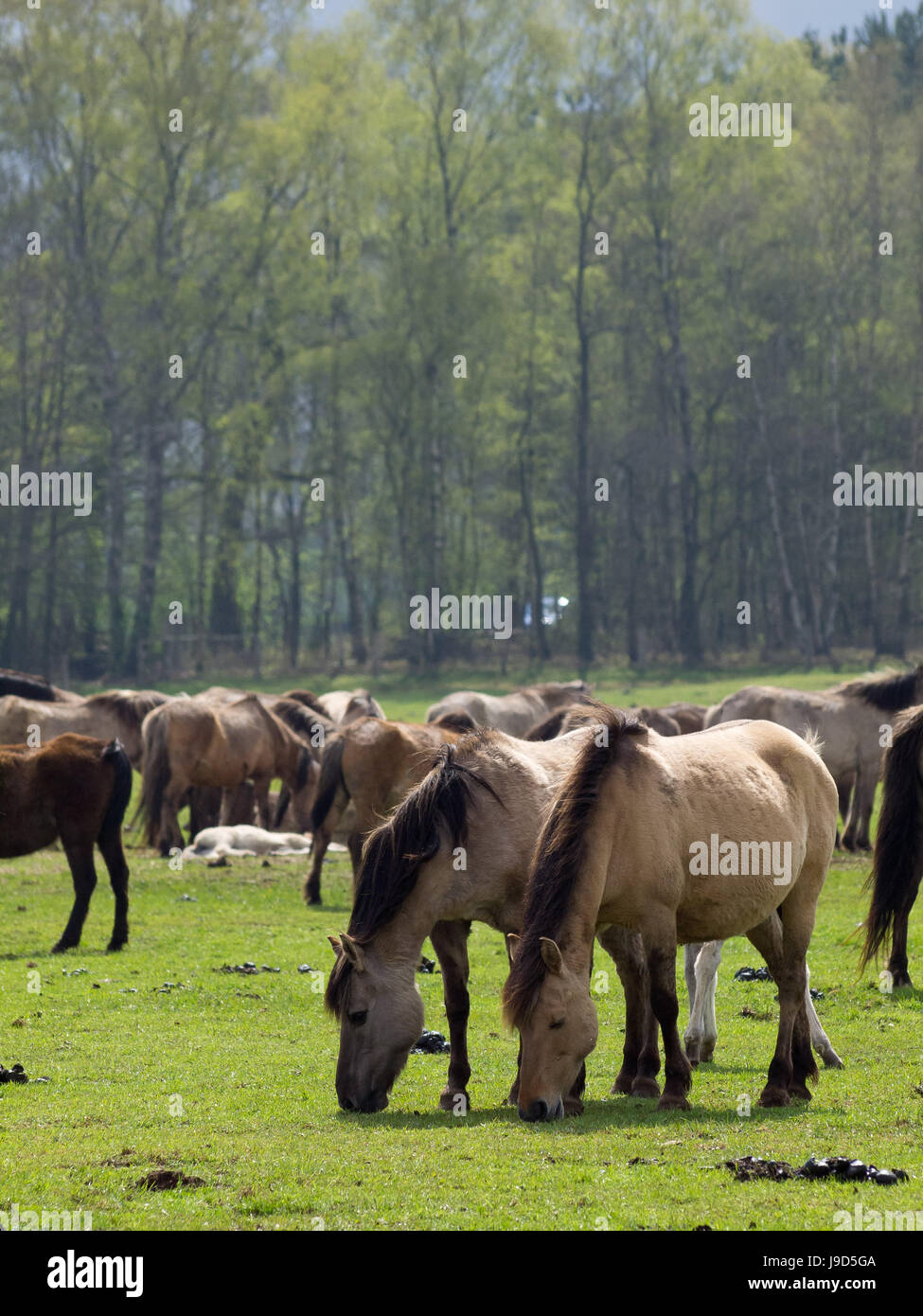 ride, horse, animal, horseriding, nature, ride, horse, animal, animals ...