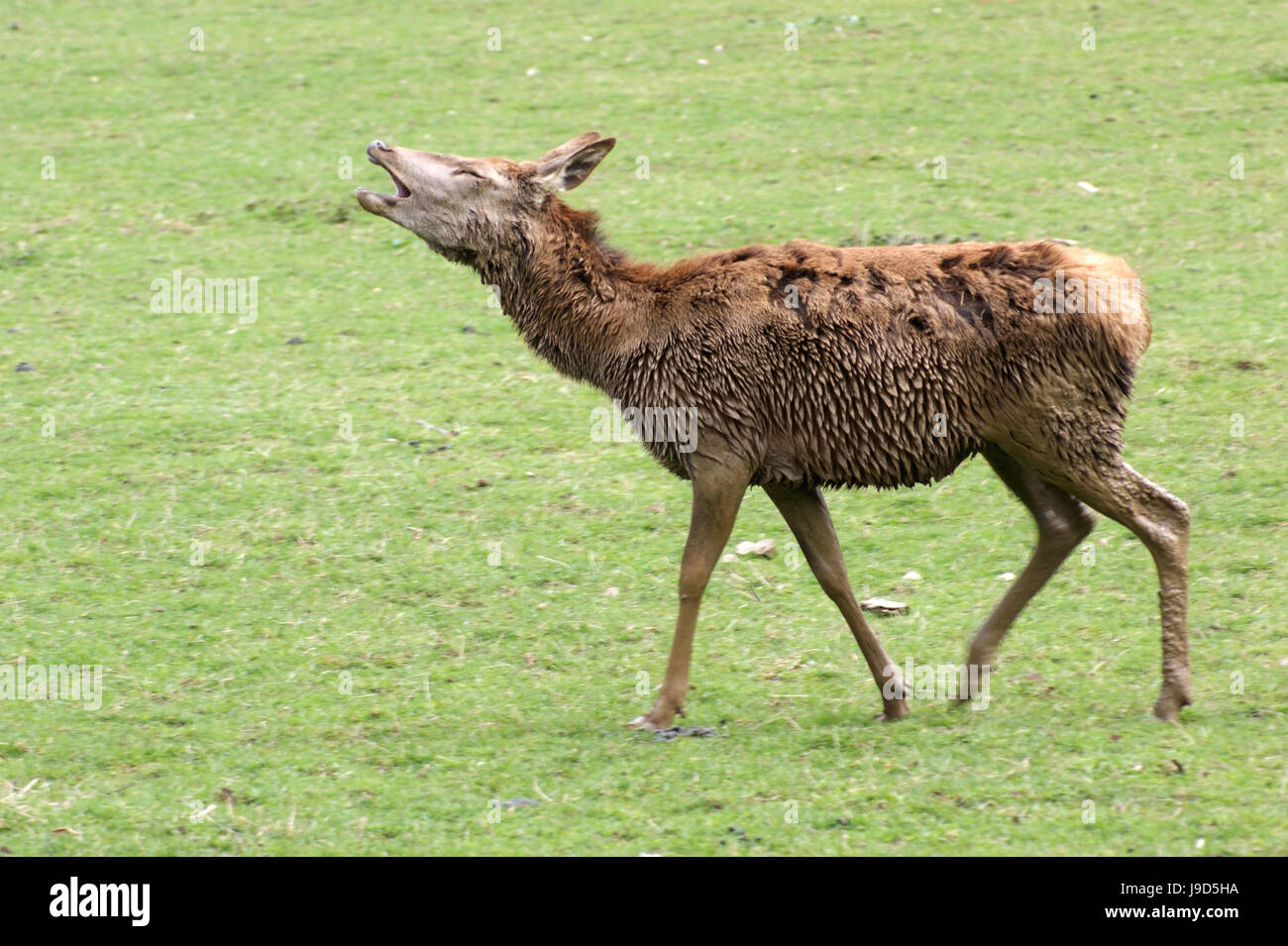 wet red deer on green grassland Stock Photo - Alamy