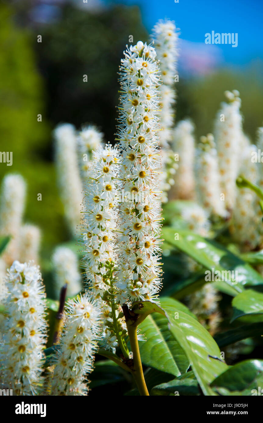 colour, closeup, flower, plant, bloom, blossom, flourish, flourishing ...