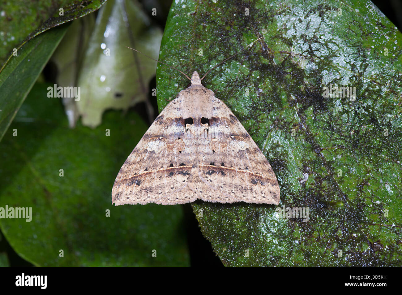 Pantydia sp Moth, Far North Queensland, FNQ, QLD, Australia Stock Photo ...