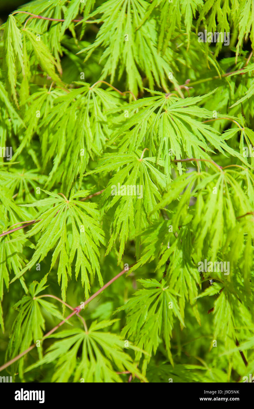 beautiful, beauteously, nice, leaf, model, design, project, concept ...