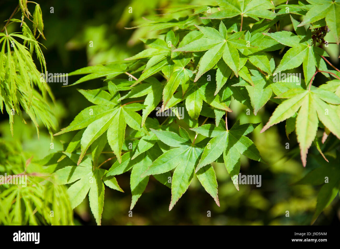 beautiful, beauteously, nice, leaf, model, design, project, concept ...