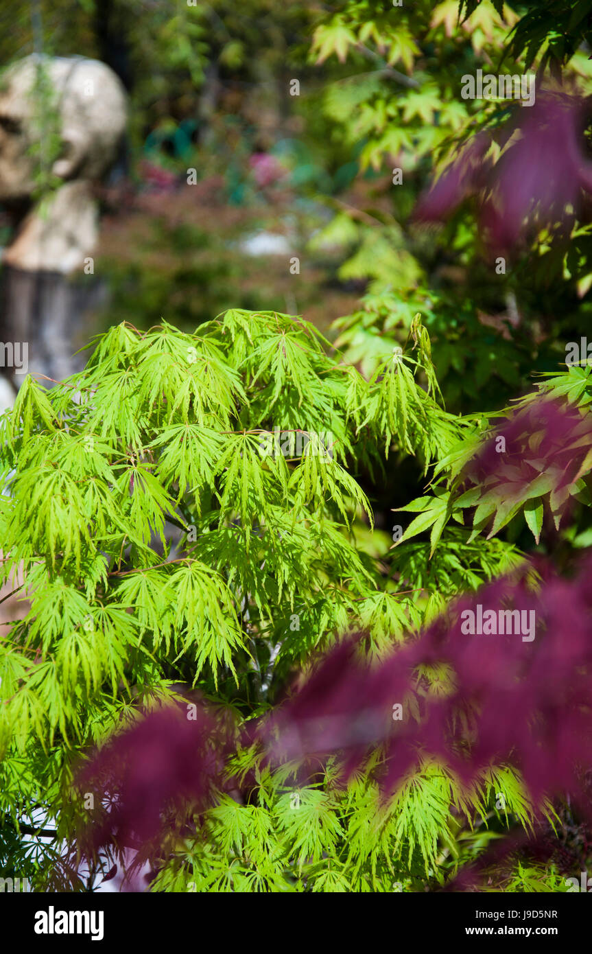 beautiful, beauteously, nice, leaf, model, design, project, concept ...