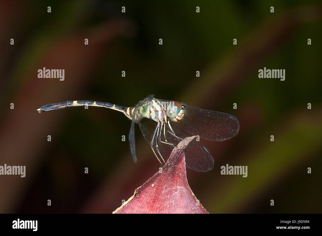 Close-up of an Australian Tiger Dragonfly (Ictinogomphus australis) in ...
