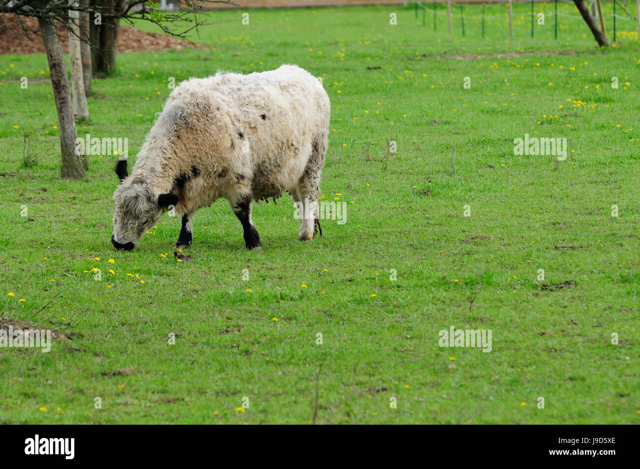 bull, skin, bovine, cattle, bulls, bull, black, swarthy, jetblack, deep ...