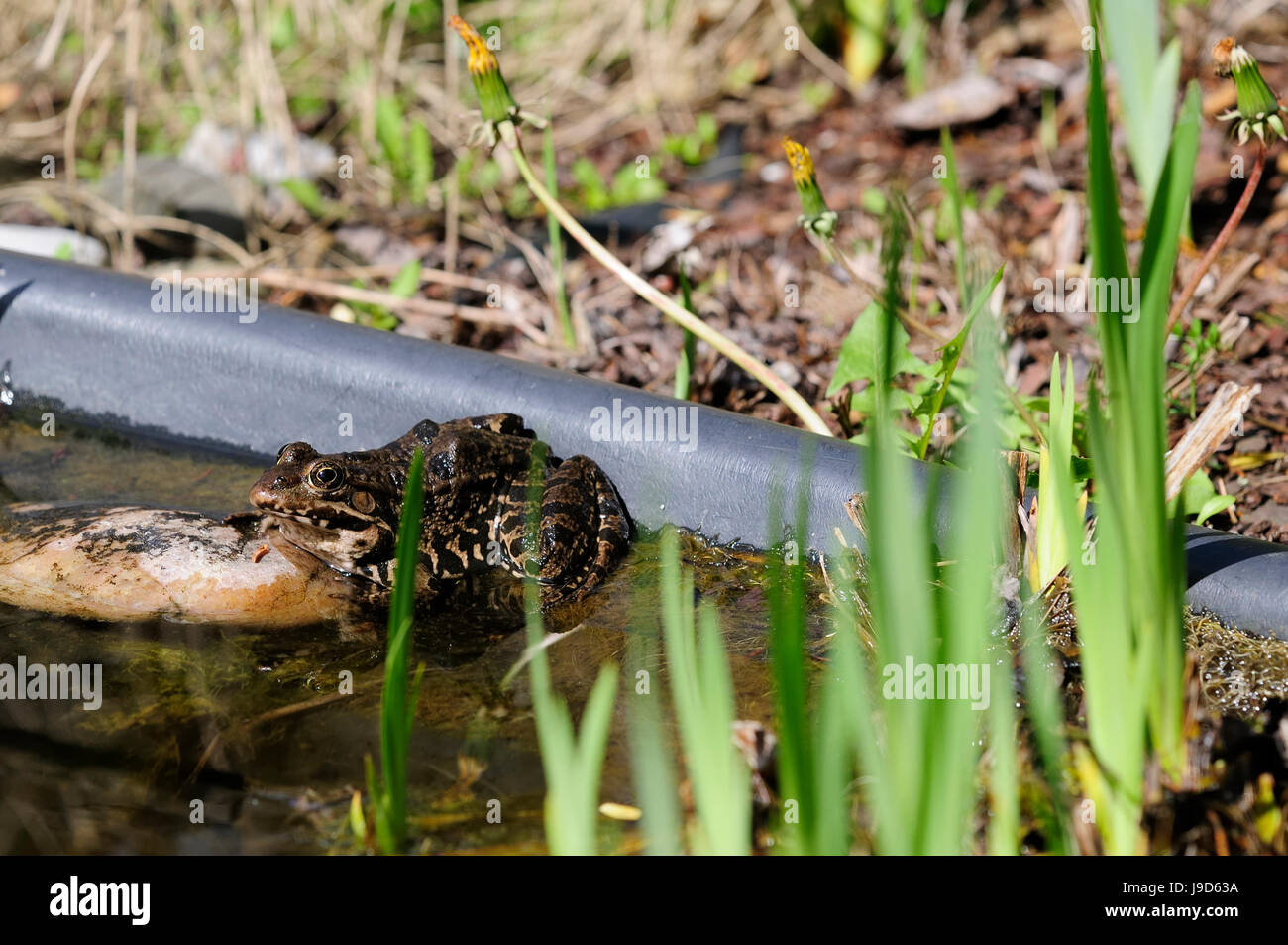 frog, dive, fresh water, pond, water, emerge, frogs, flee (irr ...