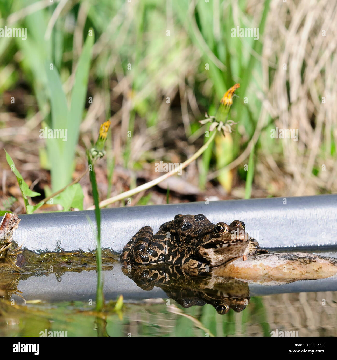 frog, dive, fresh water, pond, water, emerge, frogs, flee (irr ...