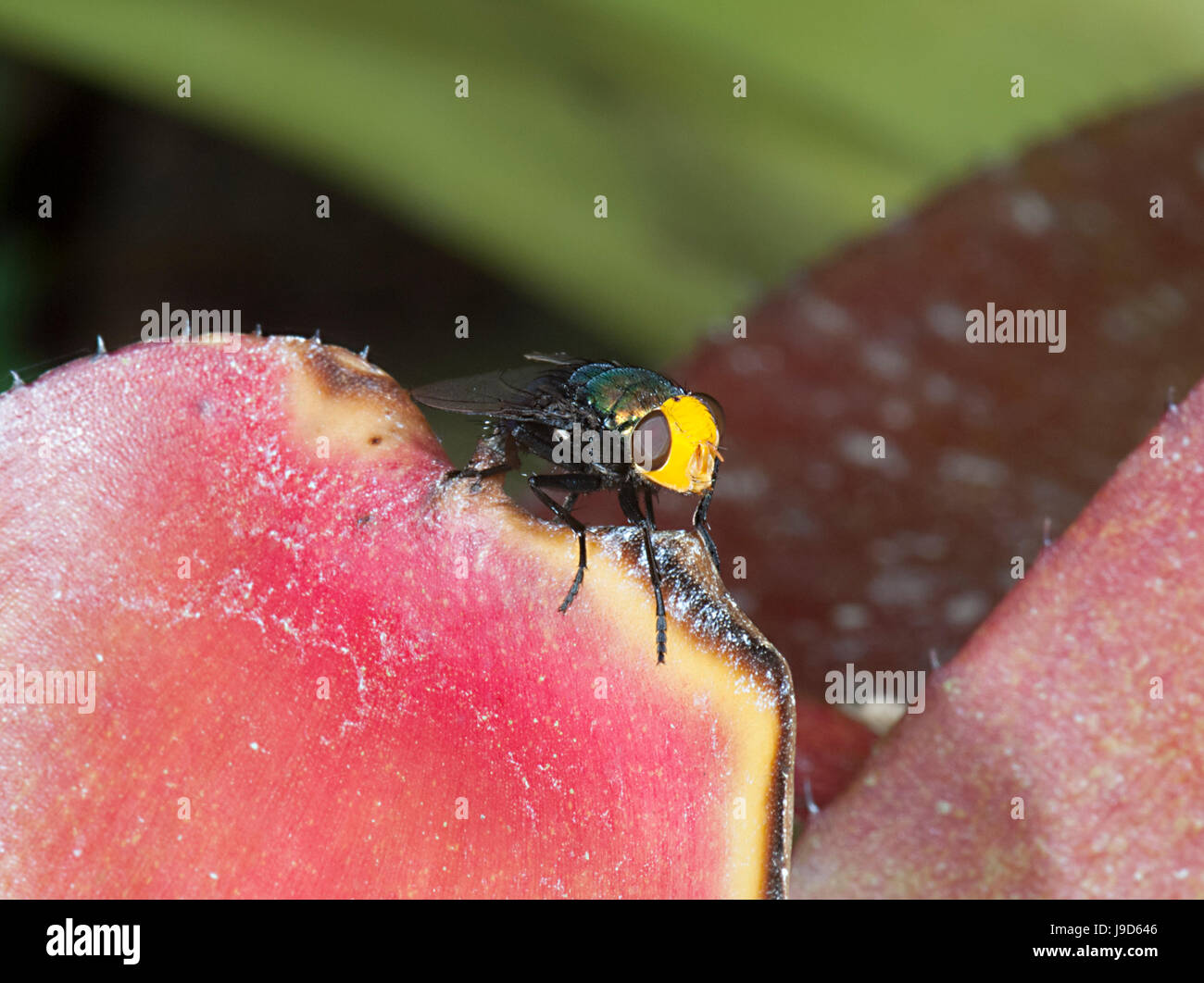Snail Parasite Blowfly (Amenia imperialis), Calliphoridae, Far North ...