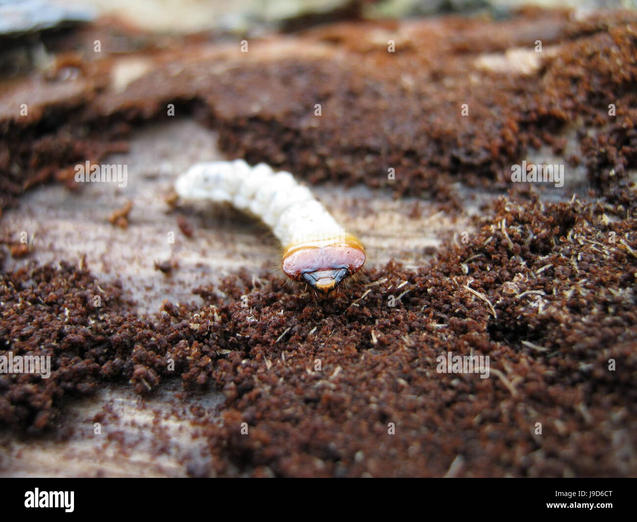 larva of the black beetle Stock Photo - Alamy
