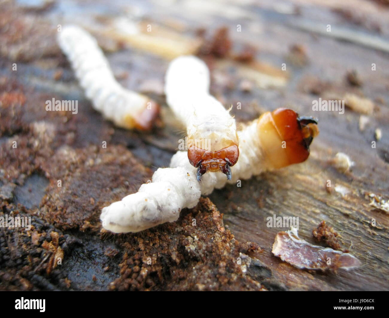 beetle, larva, darkling ground beetle, insects, black, swarthy ...