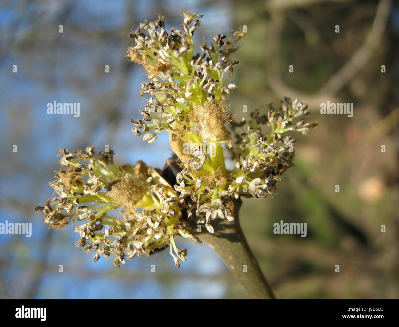 tree, high, ash, usually, hight, height, altitude, elevation, tree ...