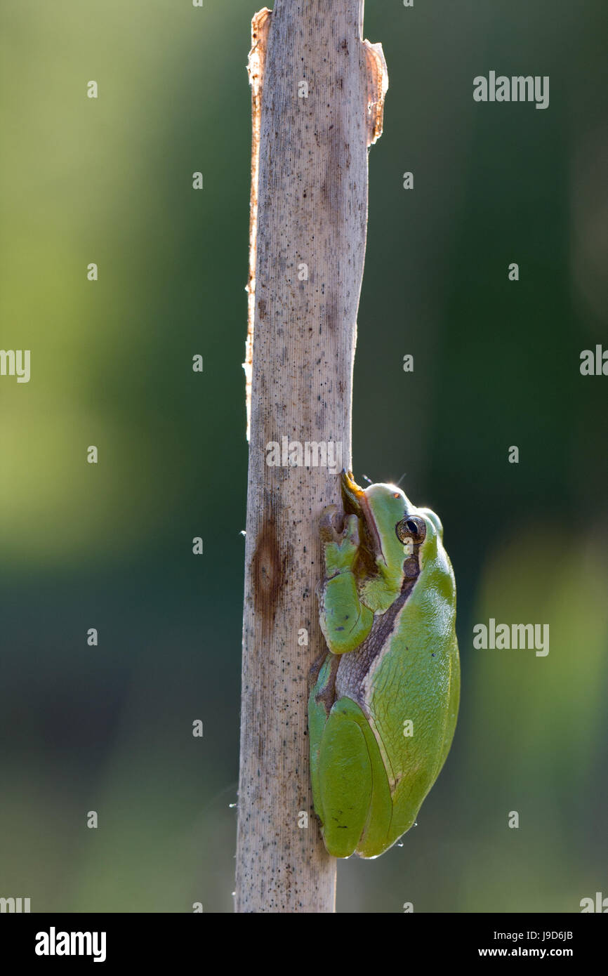 animal, green, fauna, amphibians, frog, greenback, tree frog, animal ...